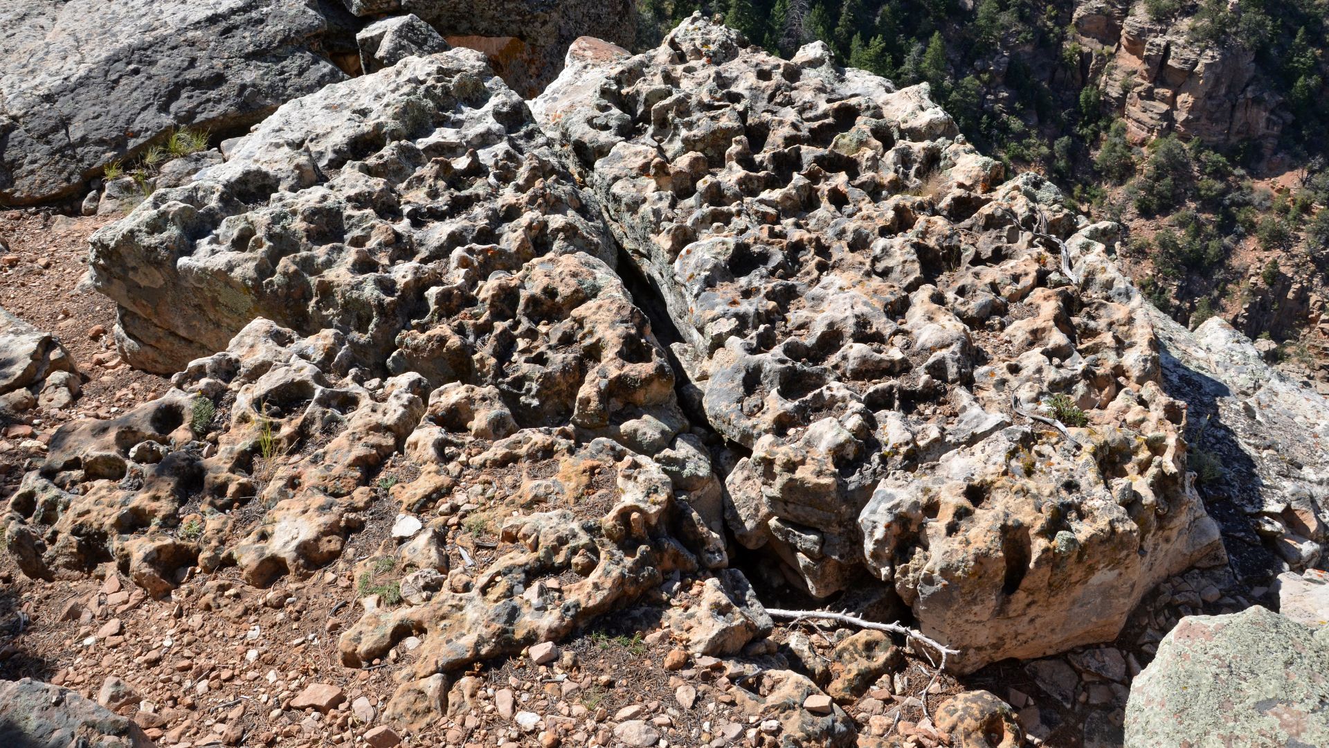 25 Things Found In American Deserts That Prove The Barren Land Hosts ...
