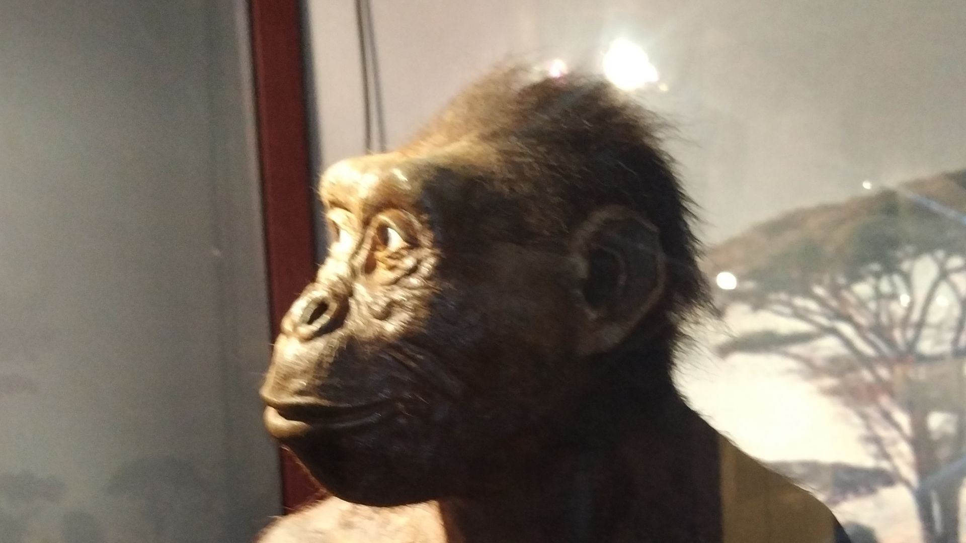 The Complete Story Of Lucy: The Fossil That Changed Human History