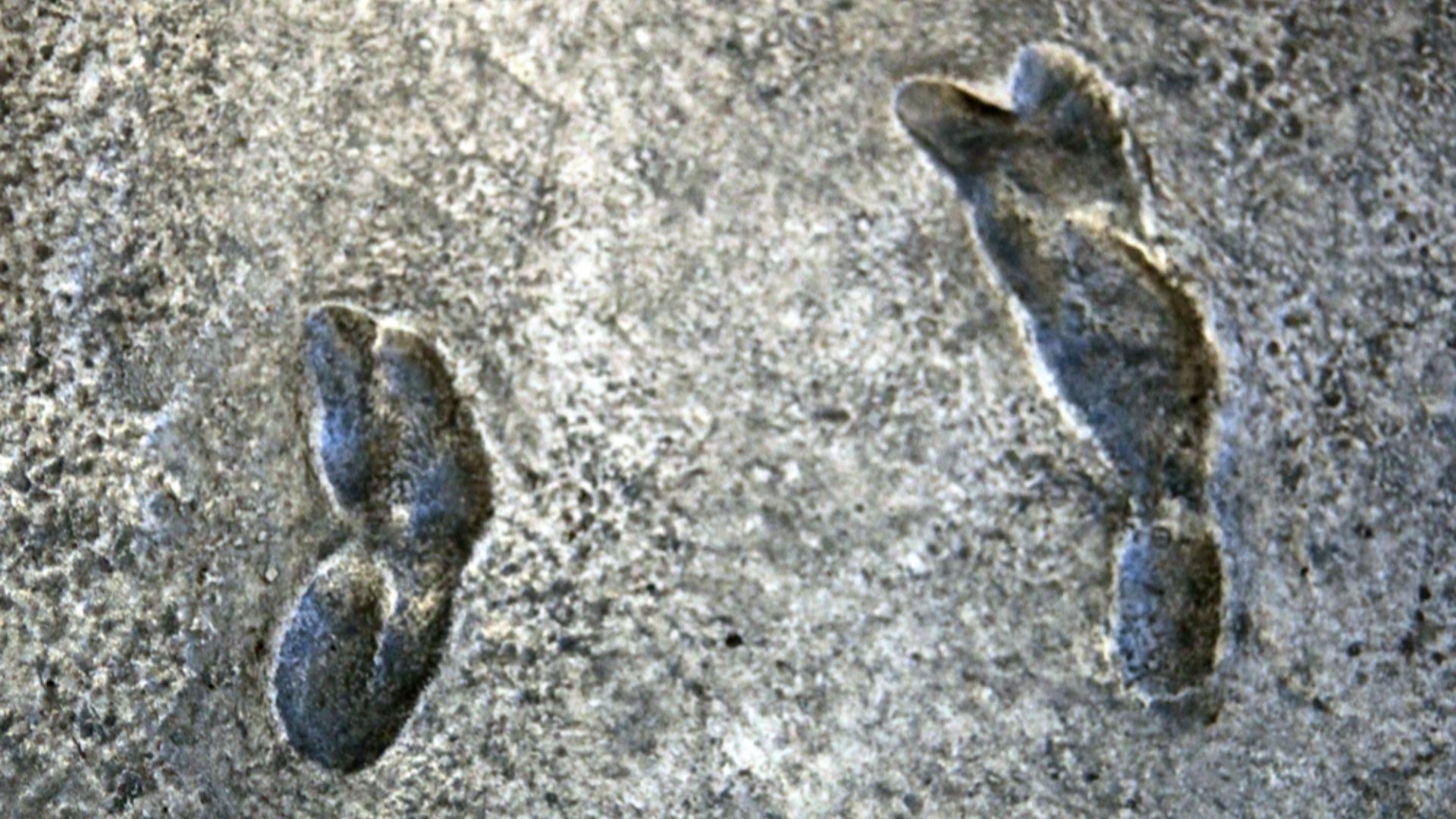 The Complete Story Of Lucy: The Fossil That Changed Human History