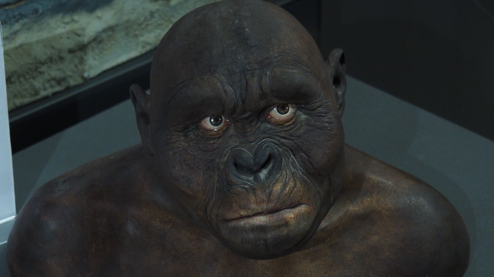 The Complete Story Of Lucy: The Fossil That Changed Human History