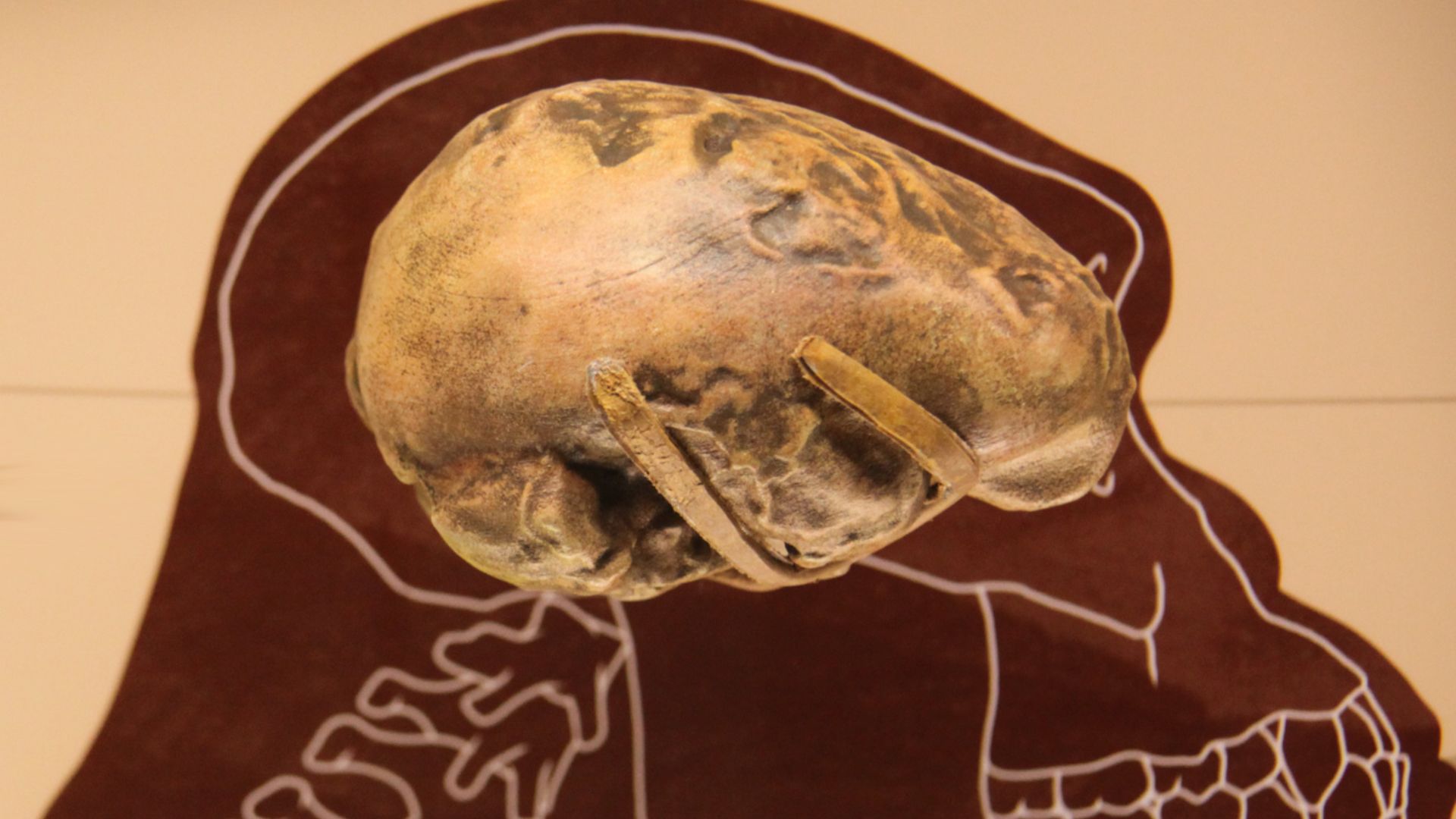 The Complete Story Of Lucy: The Fossil That Changed Human History