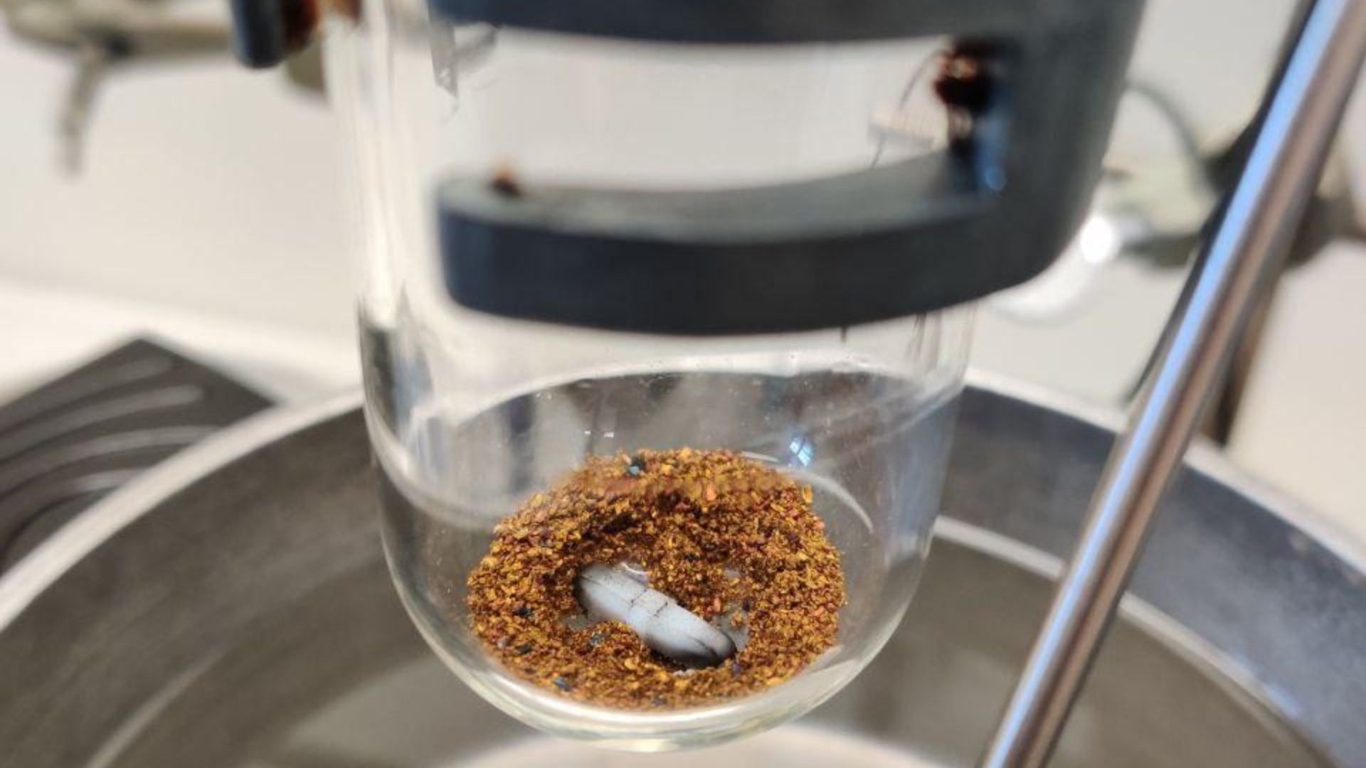 The Complete Story Of Lucy: The Fossil That Changed Human History