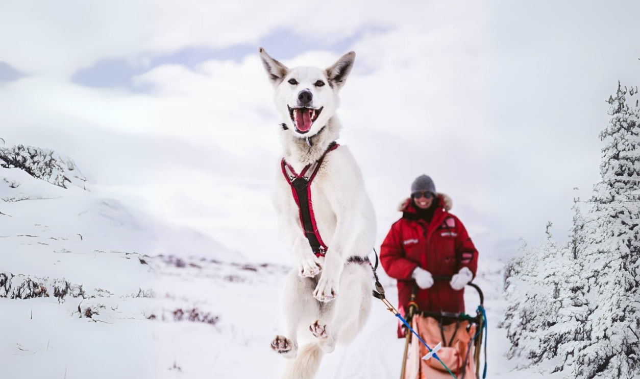 The Ultimate Guide To Dog Sledding