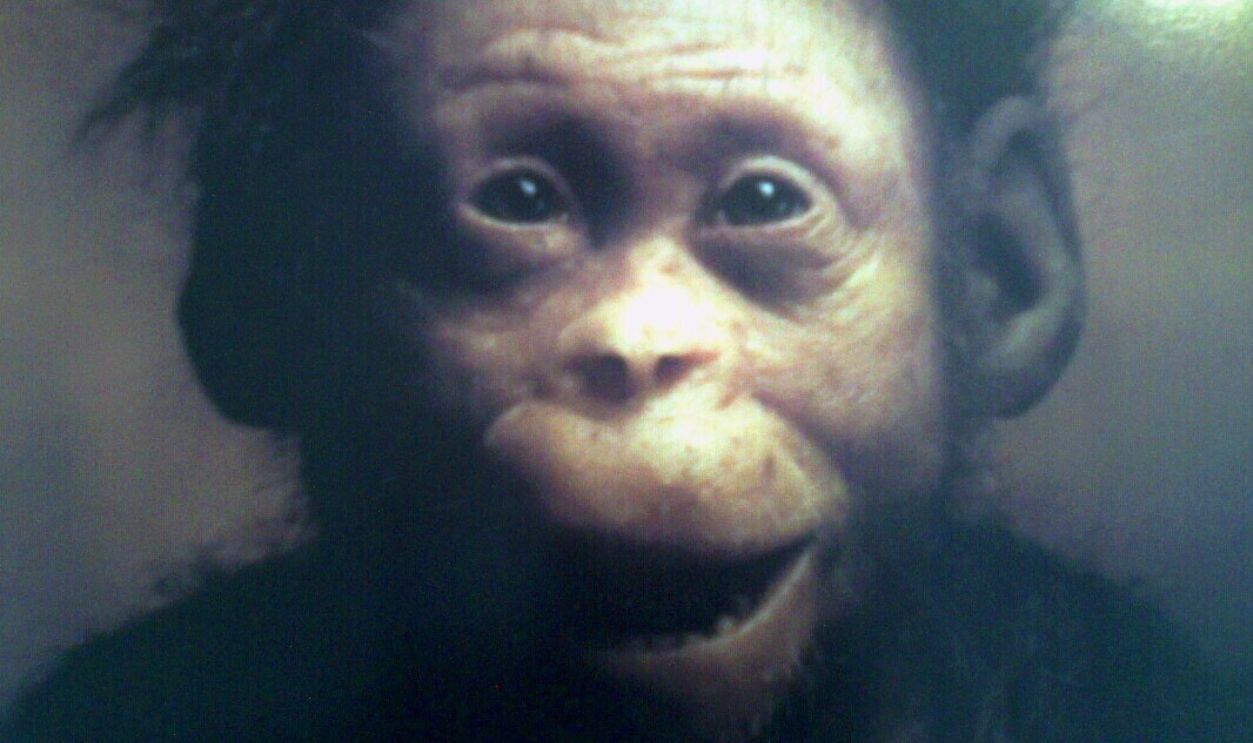 The Complete Story Of Lucy: The Fossil That Changed Human History