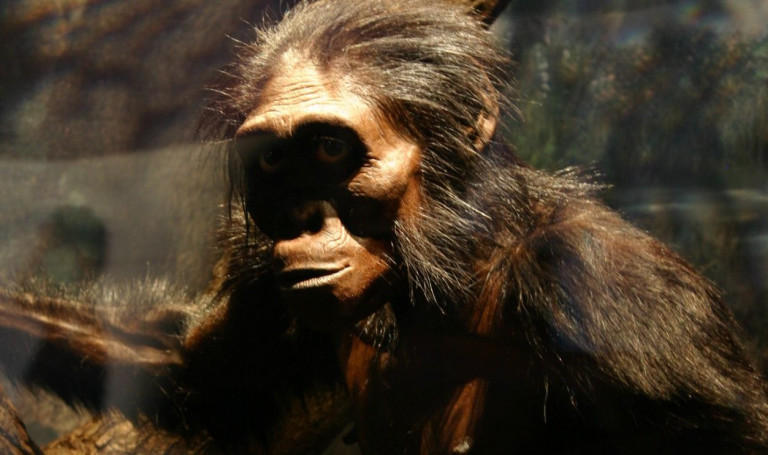 The Complete Story Of Lucy: The Fossil That Changed Human History