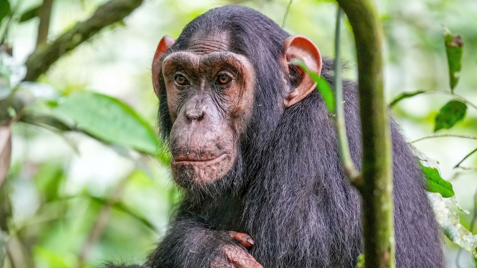 The Complete Story Of Lucy: The Fossil That Changed Human History