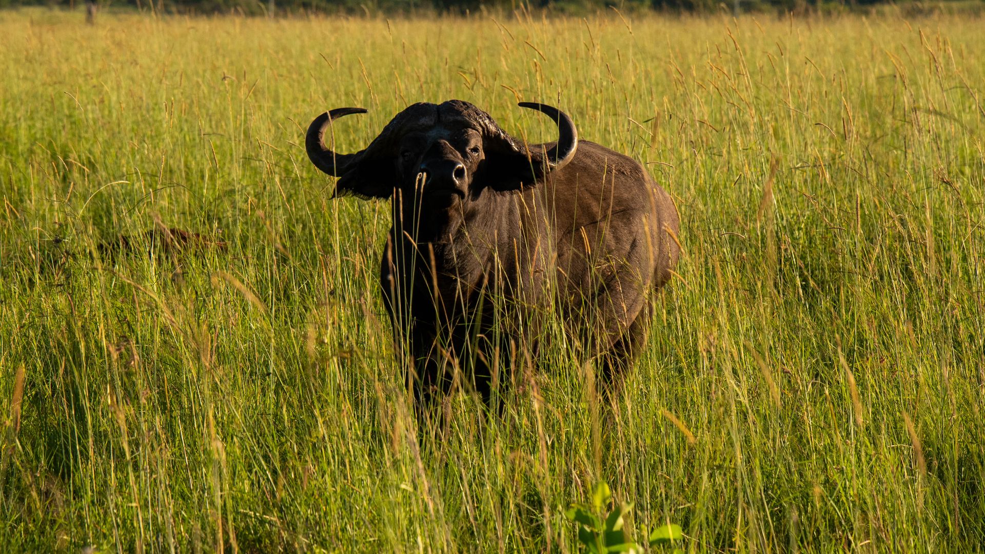 Lost Civilization Beneath The Waves Of Indonesia Reveals Ancient Secrets
