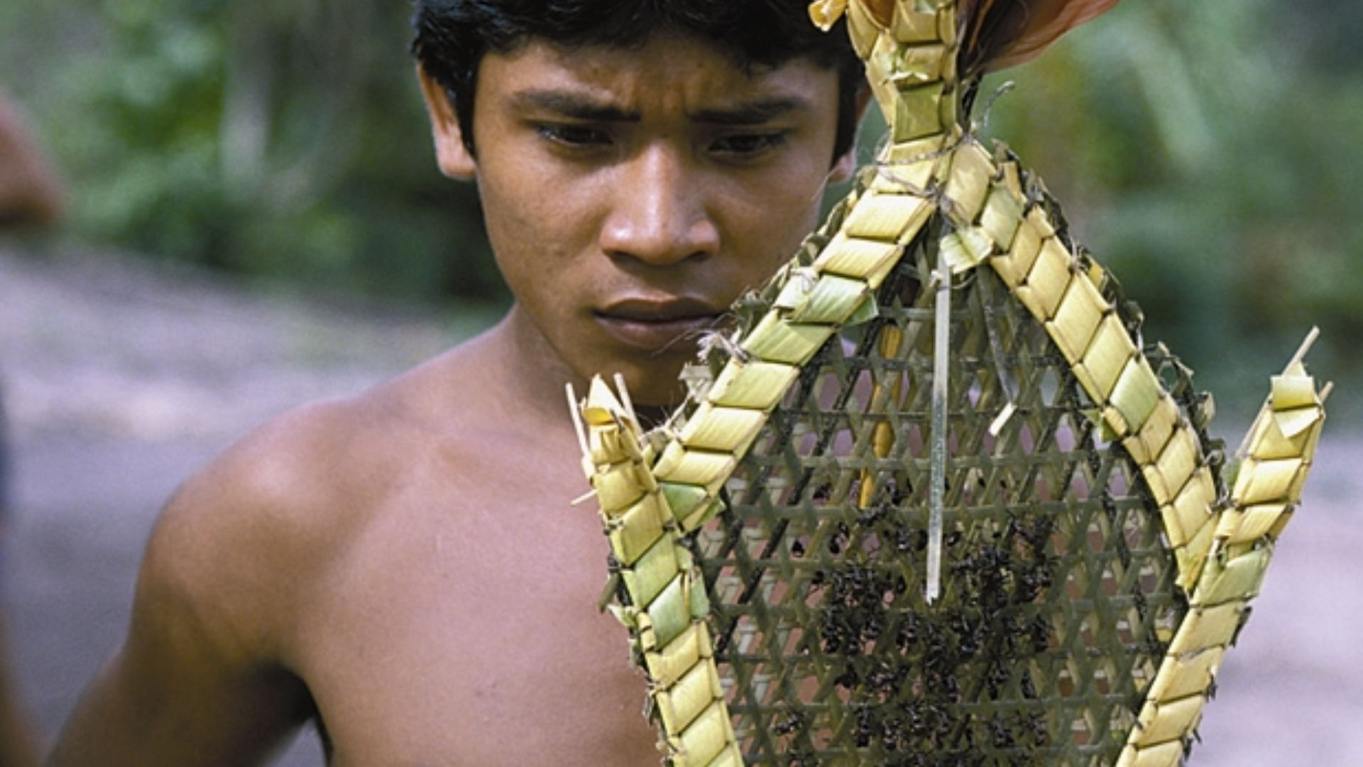 Photos Of The Mawé, The Amazonian People Who Bathe In Fire Ants As A ...
