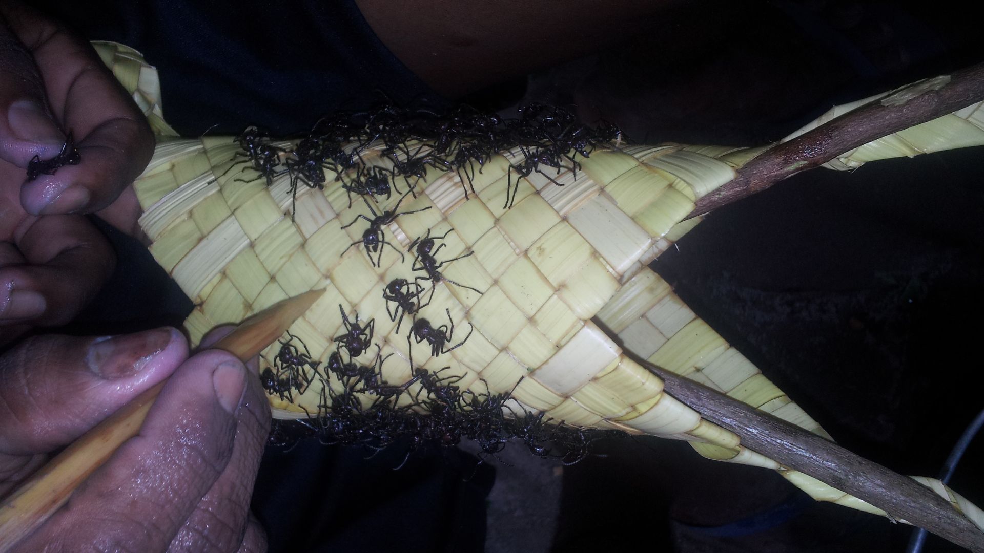 Photos Of The Mawé, The Amazonian People Who Bathe In Fire Ants As A ...