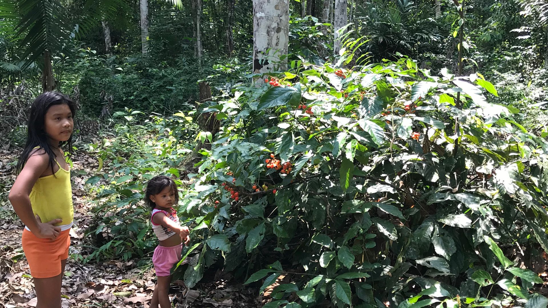 Photos Of The Mawé, The Amazonian People Who Bathe In Fire Ants As A ...