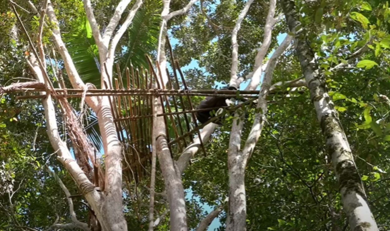 Photos Of The Hidden Treehouse Tribe That Still Practices Cannibalism
