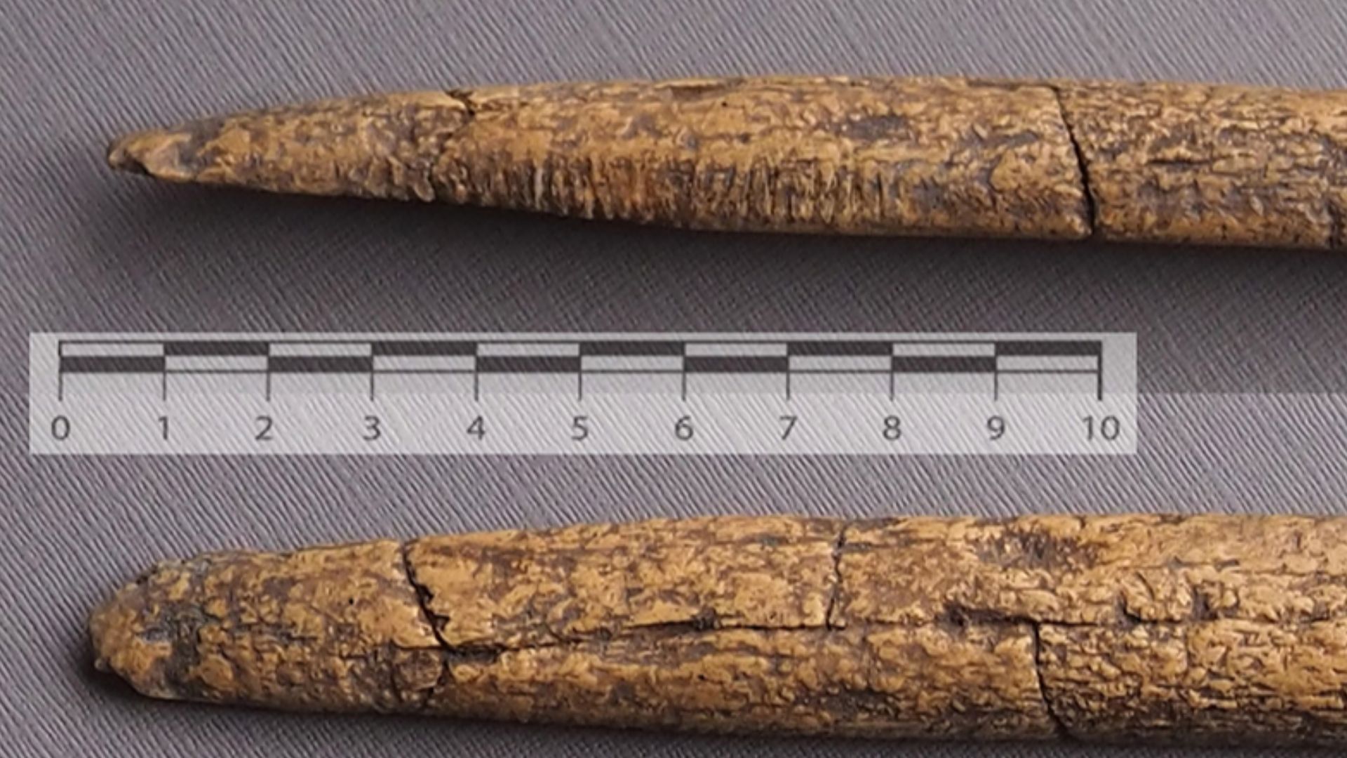 The big game hunting Clovis culture crossed into Alaska and rapidly ...