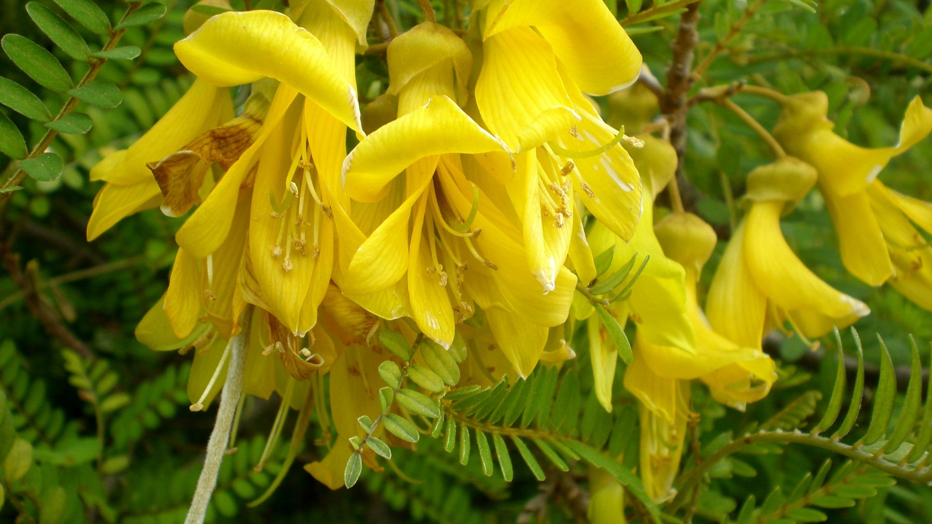 These 25 Trees Are Now Hard To Find Or Gone For Good