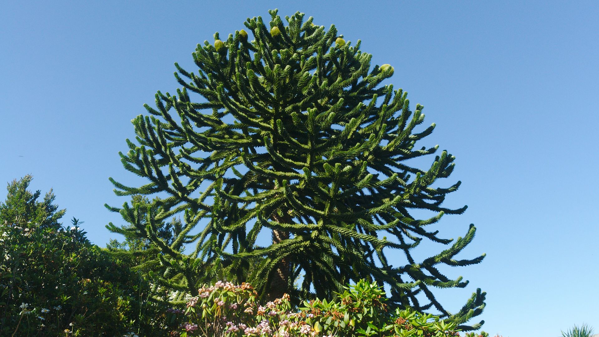 These 25 Trees Are Now Hard To Find Or Gone For Good