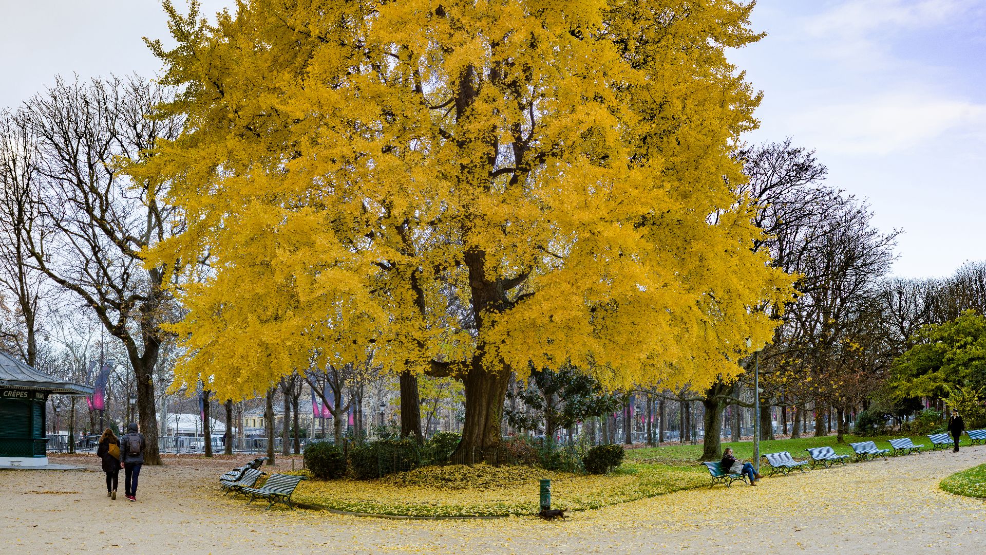 These 25 Trees Are Now Hard To Find Or Gone For Good