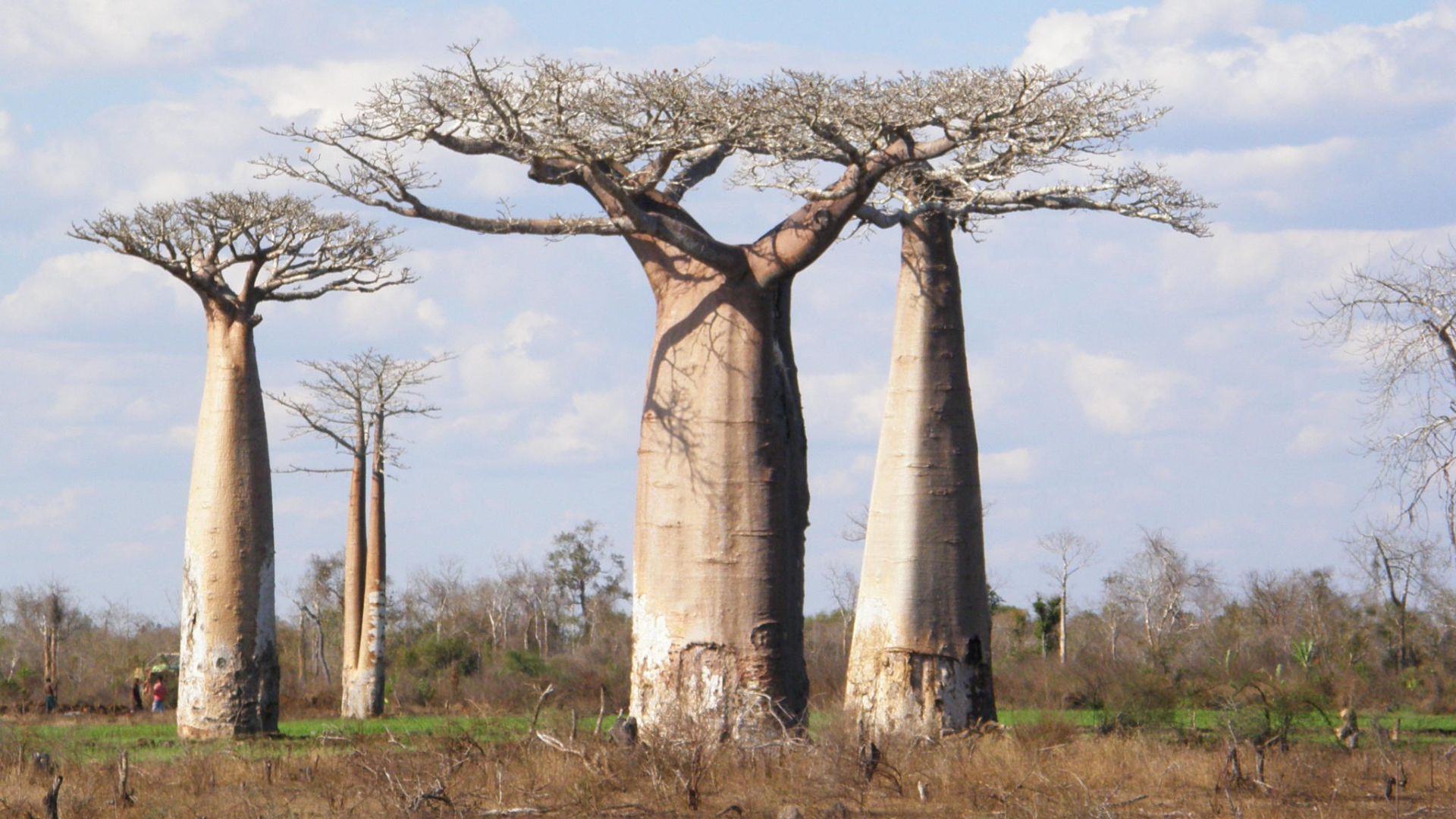 These 25 Trees Are Now Hard To Find Or Gone For Good